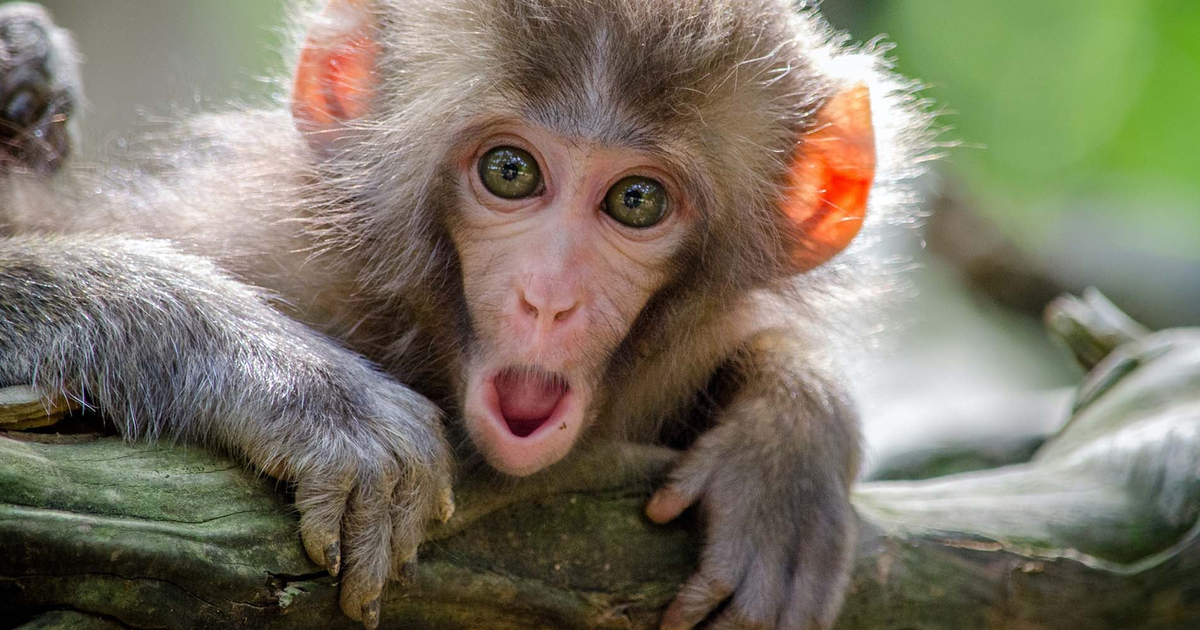 😻 80+ Lustige Tierwitze, die dich zum Lachen bringen werden