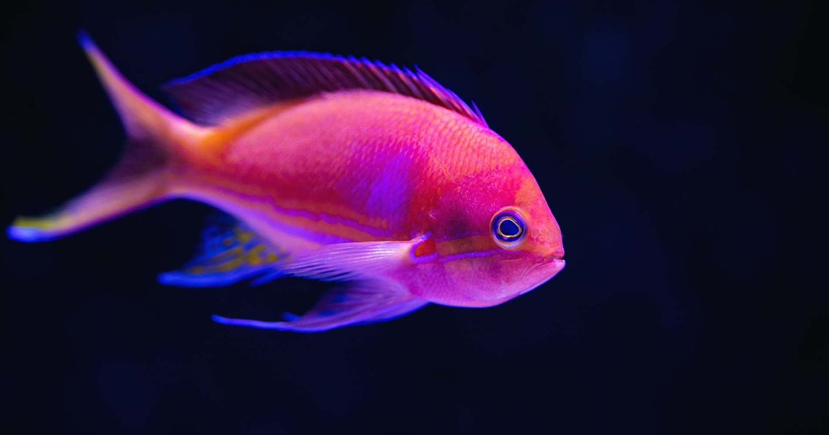 🐠 50 Funny Fish Puns To Make You Laugh