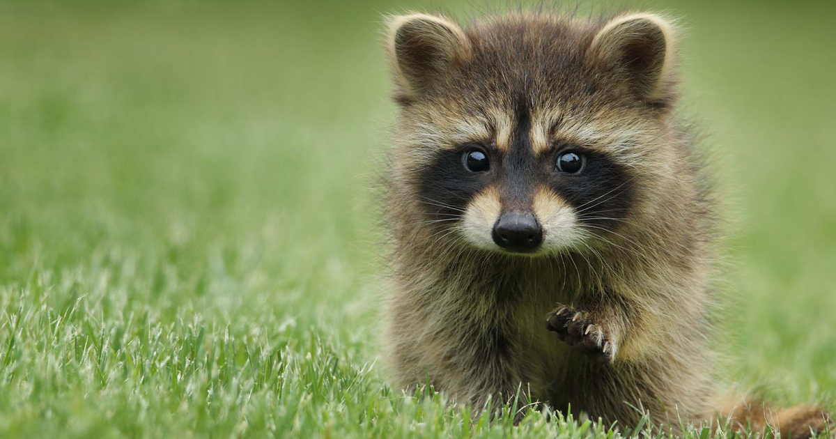 500+ Fun Animal "Charades" Ideas for a Roaring Good Time